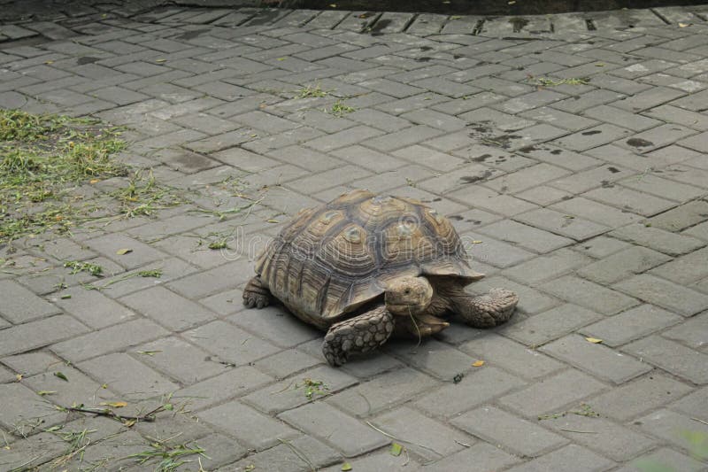 A Turtle is Looking for Food Stock Image - Image of looking, pond ...