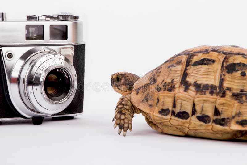 Turtle Looking at an Old Camera Stock Image - Image of portrait ...
