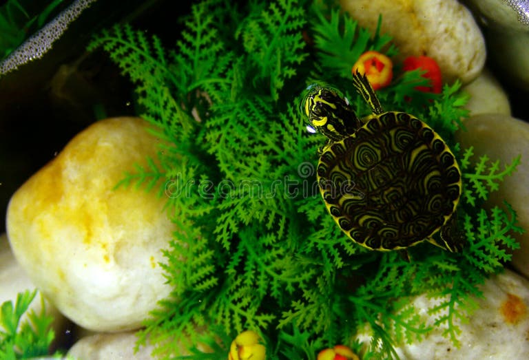 Turtle looking up stock image. Image of warming, terrarium - 1501501