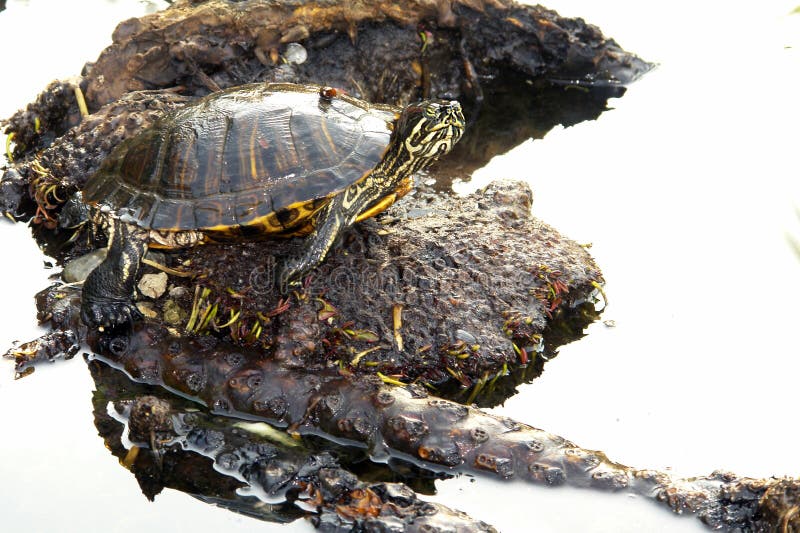 Turtle Has Got Stock Photos - Free & Royalty-Free Stock Photos from ...