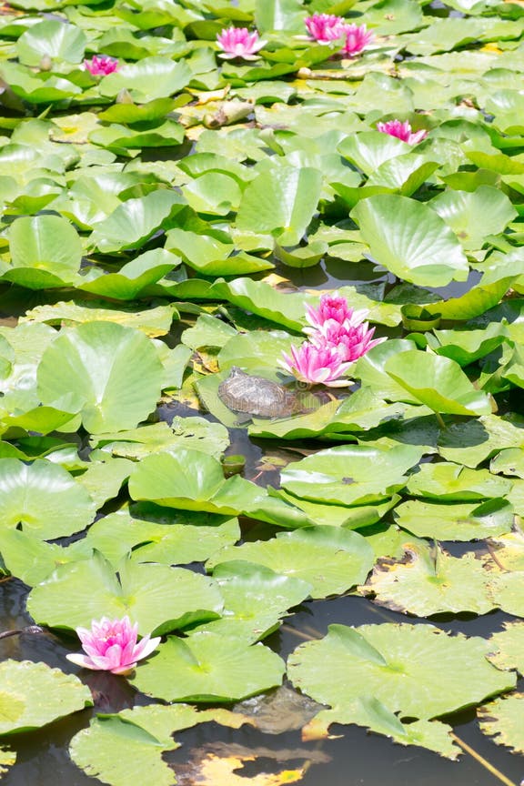 Turtle and lotus flower stock photo. Image of floral - 95653192