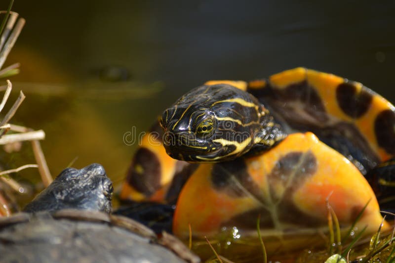 Yawning Painted Turtle stock photo. Image of herpetology - 33017274