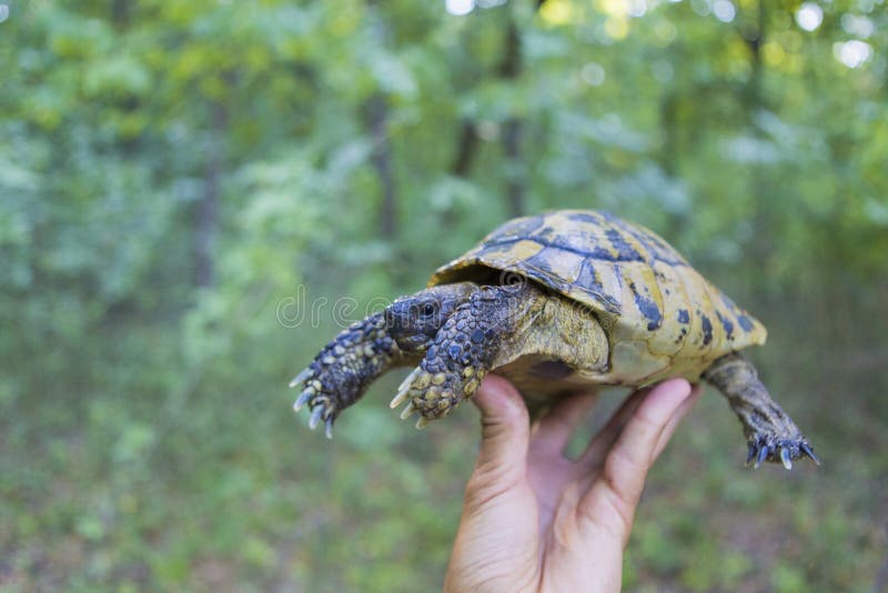 Man Holding a Turtle in the Air Stock Photo - Image of forest, romania ...