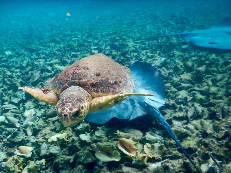 Turtle and Mantaray stock image. Image of reef, turtle - 51727835