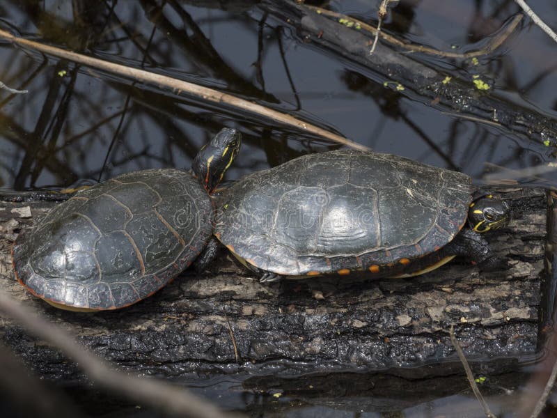 Turtle in a marsh stock image. Image of turtles, nature - 76256207