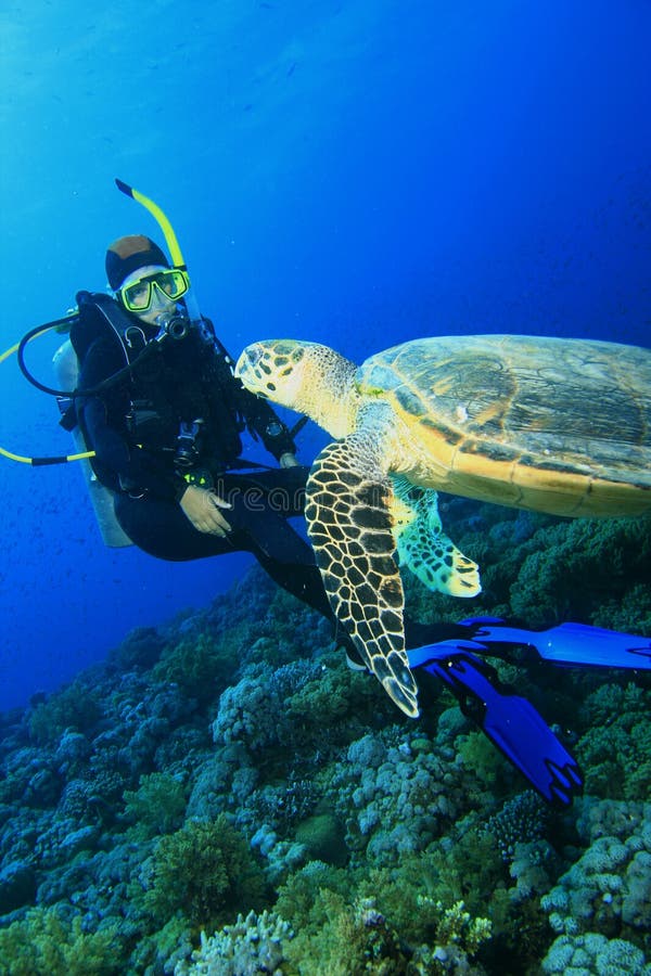 Sea Turtle and Scuba Divers Stock Image - Image of diver, animal: 26006793