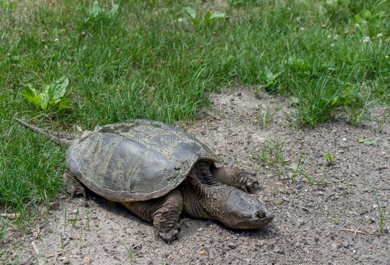 Turtle in Michigan Park stock image. Image of ancient - 94807821