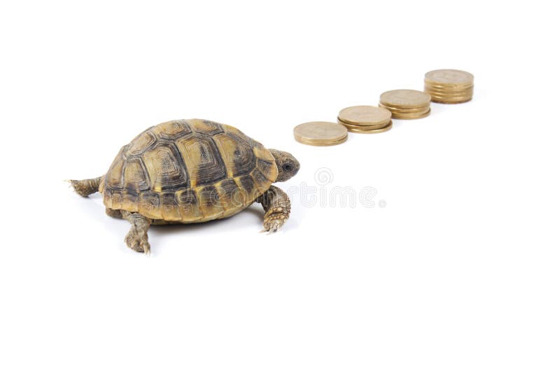 Turtle with money stock image. Image of move, savings - 16305567