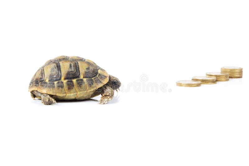460 Turtle Money Stock Photos - Free & Royalty-Free Stock Photos from ...