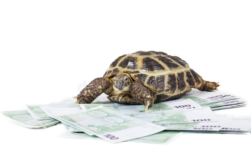 Turtle with money stock image. Image of move, savings - 16305567