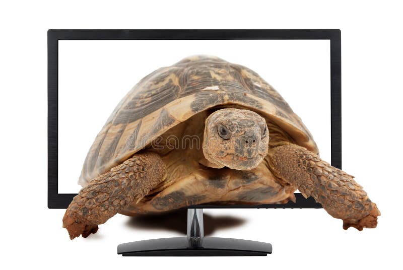 Turtle and monitor stock image. Image of blank, testudinidae - 47443505