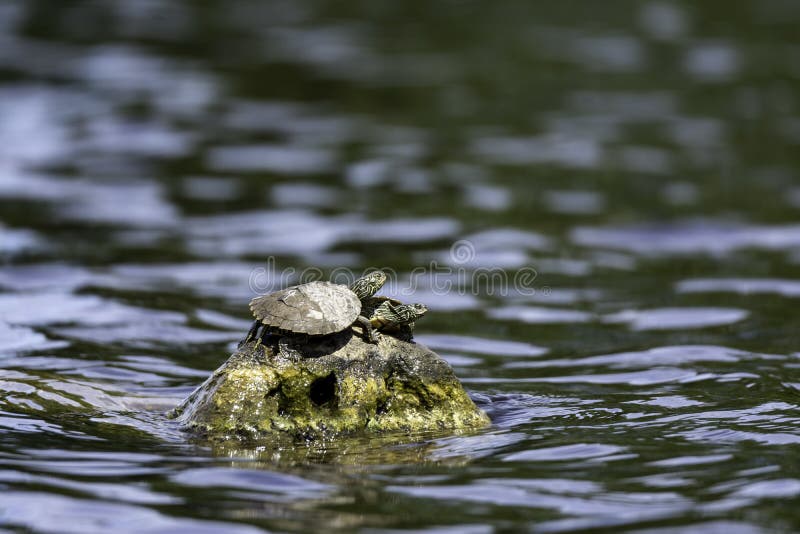 Turtle in the Morris Island Conservation Area Stock Photo - Image of ...