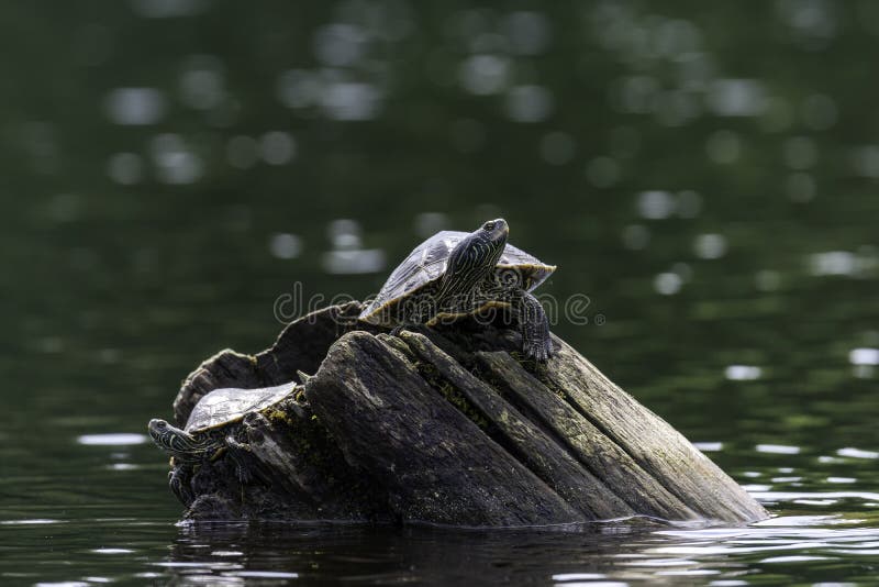 Turtle at the Morris Island Conservation Area Stock Photo - Image of ...