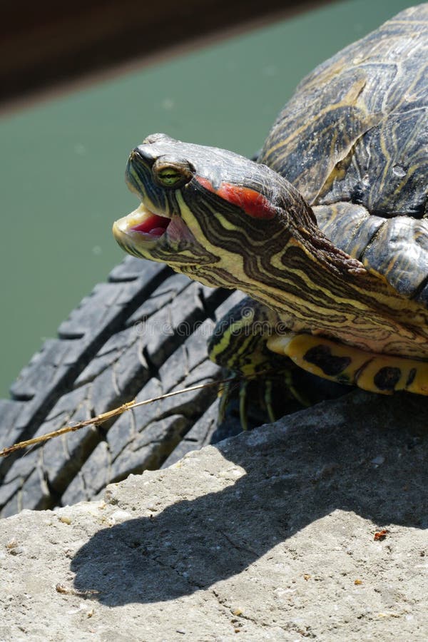 Turtle with mouth open stock photo. Image of leaf, lizard - 247916982