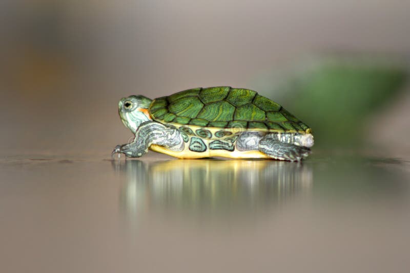 Turtle stock photo. Image of move, turtle, reptile, pattern - 64079224