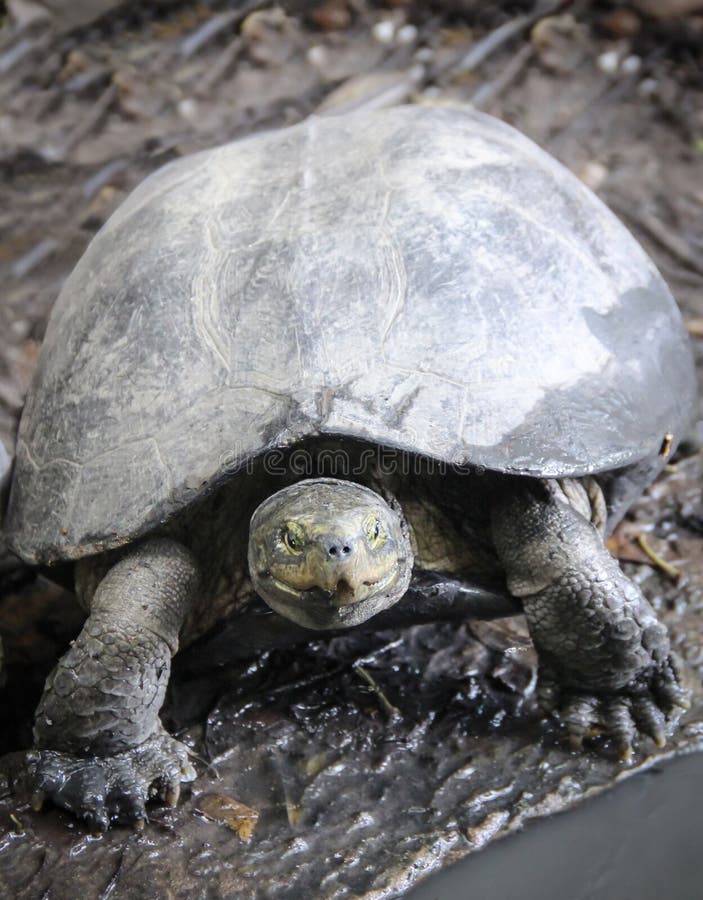 Turtle Move Slow in the Zoo Stock Image - Image of wildlife, zoology ...