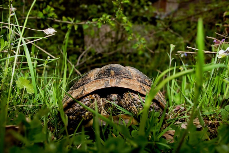 Turtle in nature stock photo. Image of tough, scales, reptile - 5402894