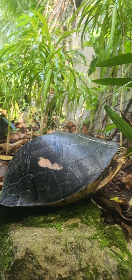 Turtle, Nature, Land, Water, Forest, Grass Stock Photo - Image of ...