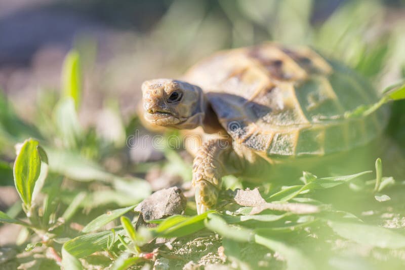 Turtle in nature stock image. Image of reptile, indoors - 100641955