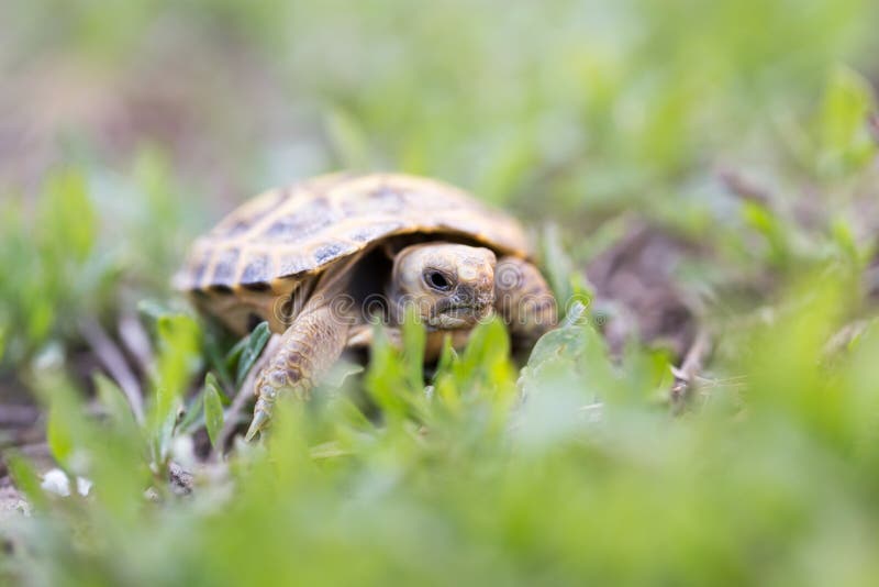 Turtle in nature stock image. Image of walking, tortoise - 102691187