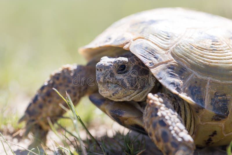 Turtle in nature stock image. Image of reptile, asia - 102691567