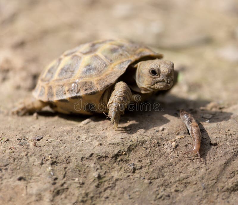 Turtle in nature stock photo. Image of shell, brown - 103345696