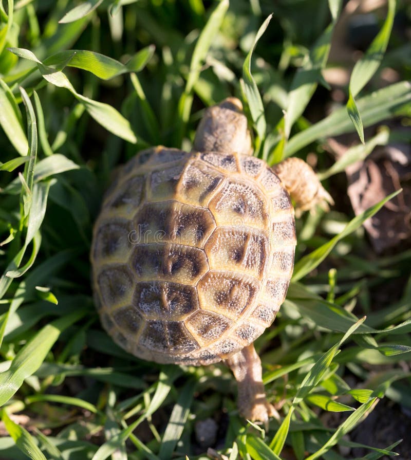 Turtle in nature stock image. Image of endurance, herbivorous - 104471003