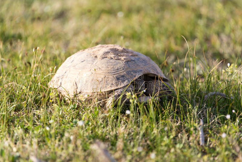 Turtle in nature stock photo. Image of wildlife, shell - 105471676