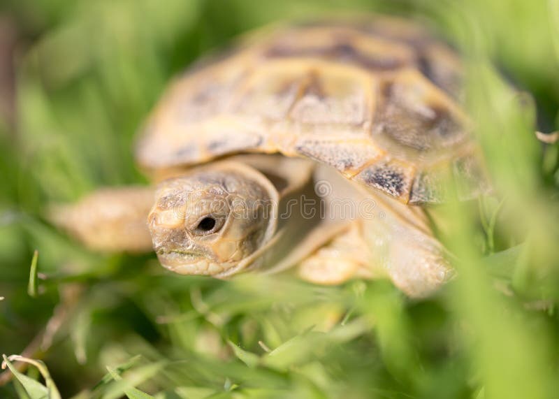 Turtle in nature stock image. Image of nature, geochelone - 100642095
