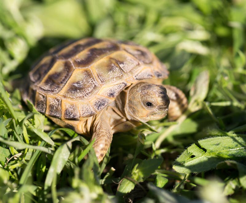 Turtle in nature stock photo. Image of african, wild - 100642244