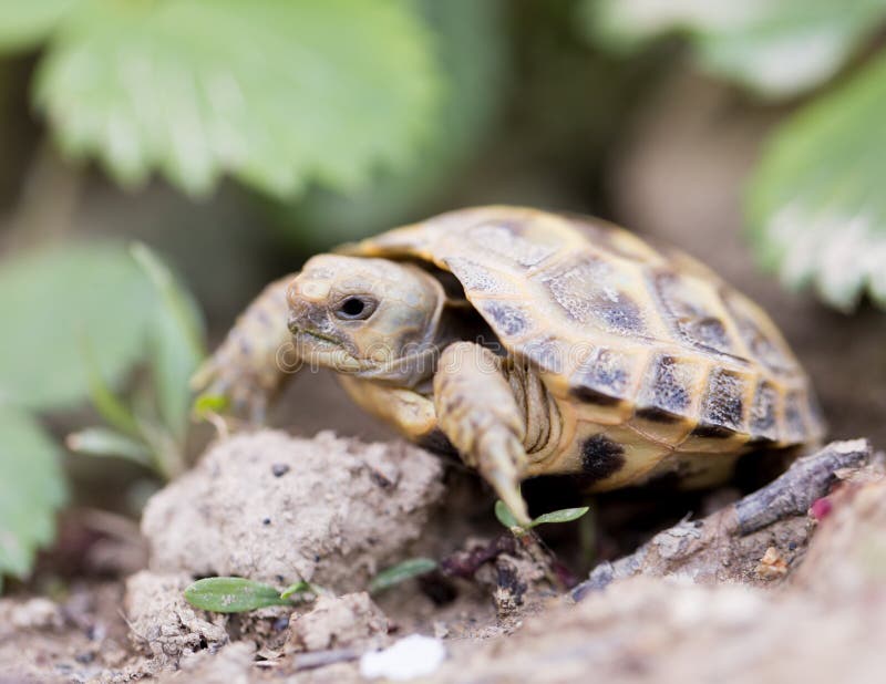 Turtle in nature stock image. Image of prairie, horizontal - 103339875