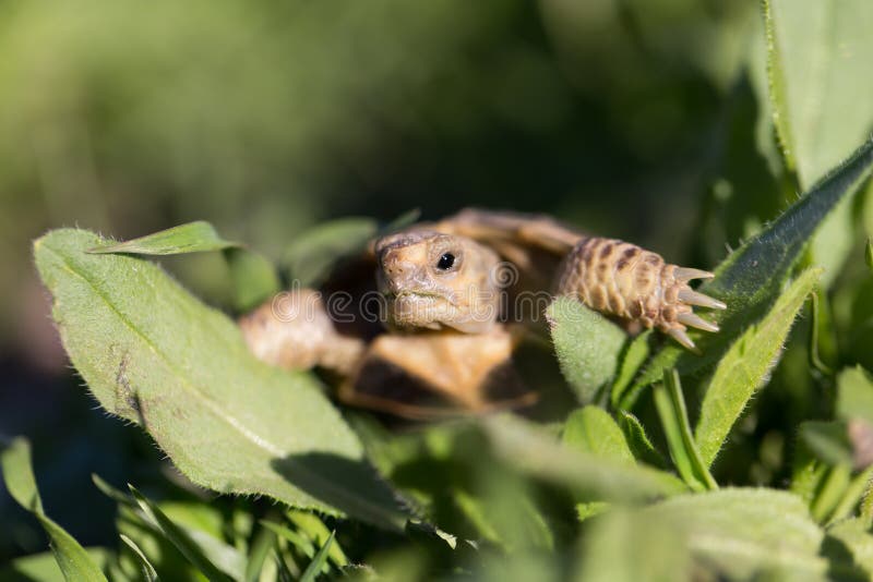 Turtle in nature stock photo. Image of creature, geochelone - 103339912