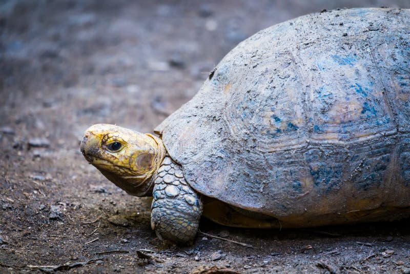Turtle in nature stock photo. Image of livestock, amphibian - 41289522