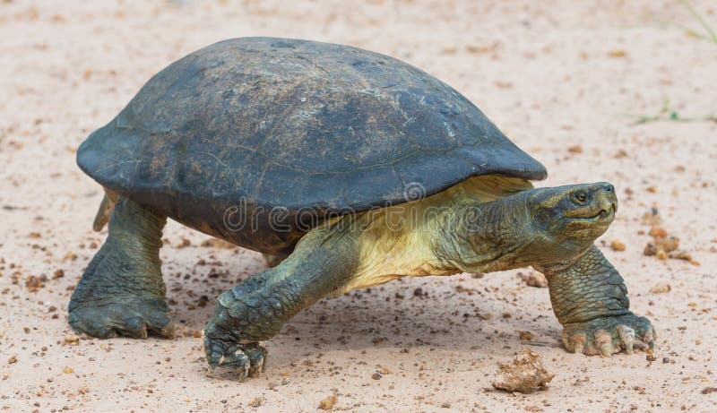 Turtle in nature stock photo. Image of thailand, turtle - 32800268