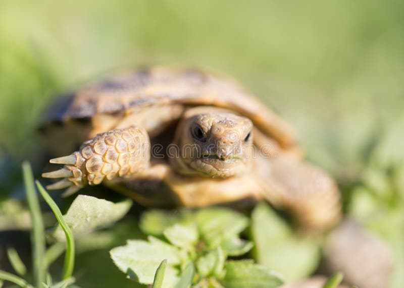Turtle in nature stock photo. Image of wildlife, geochelone - 100642108