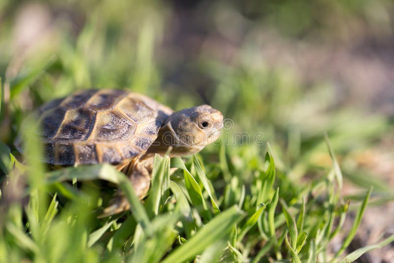 Turtle in nature stock photo. Image of species, reptile - 100642242