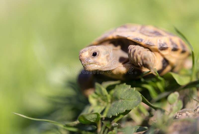 Turtle in nature stock photo. Image of wildlife, vertebrate - 102491500