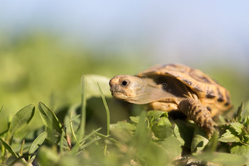 Turtle in nature stock image. Image of slowmoving, species - 103339915
