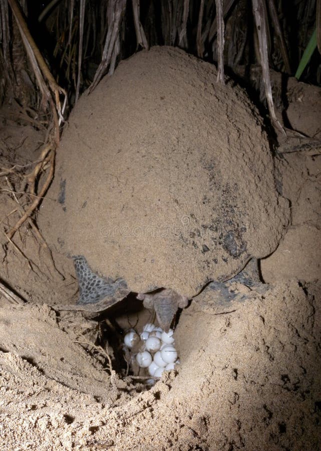 Turtle Eggs in Hollowed Out Nest Stock Photo - Image of reptile ...
