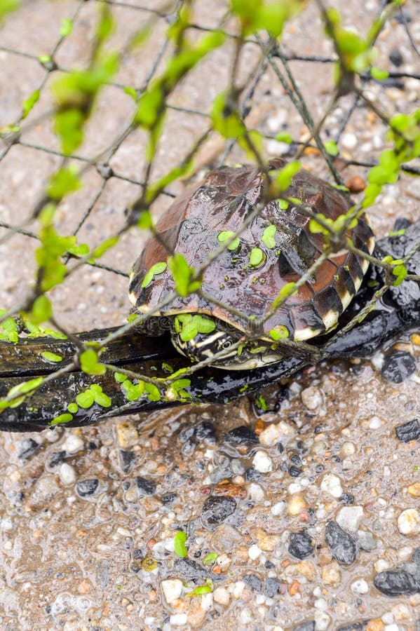 Turtle Net Trap Stock Photos - Free & Royalty-Free Stock Photos from ...