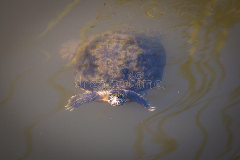 Turtle stock photo. Image of water, nature, concept - 101397540
