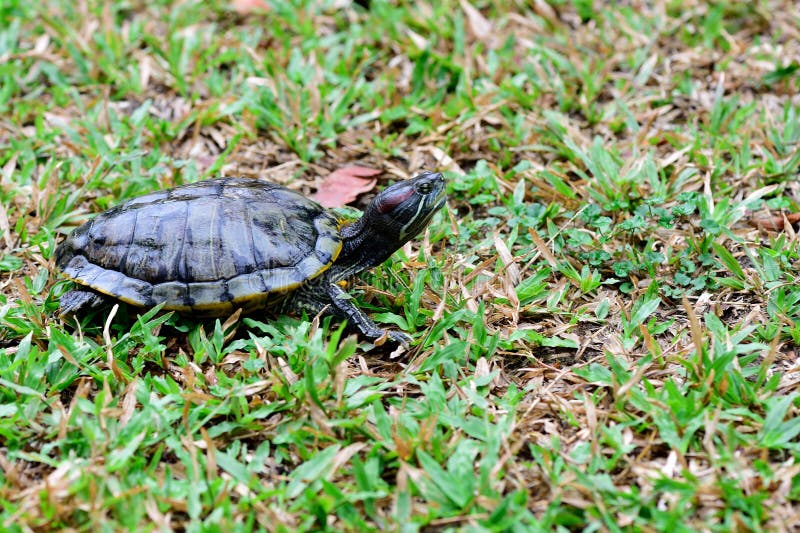 Fresh - water turtle stock photo. Image of ectotherms - 218637072