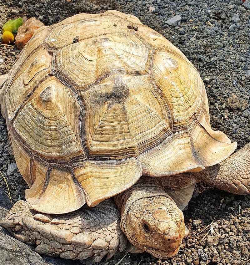 A Turtle in the Open Cage at the Park in Yogyakarta, Indonesia Stock ...
