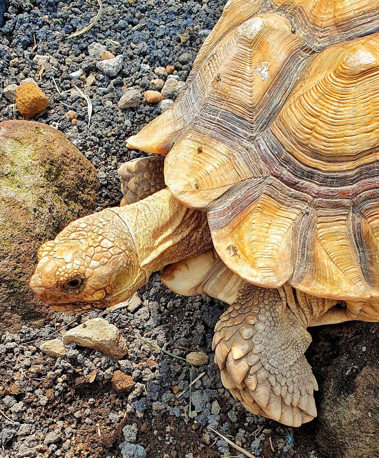 A Turtle in the Open Cage at the Park in Yogyakarta, Indonesia Stock ...