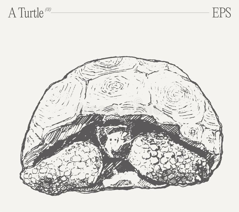 A Turtle with Open Shell. Hand Drawn Vector Illustration, Sketch. Stock ...