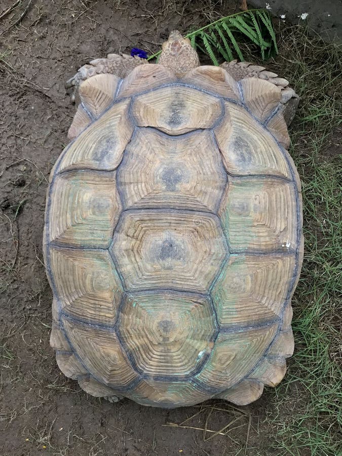 Hexagon Shape Turtle Shell Texture Background Stock Image - Image of ...