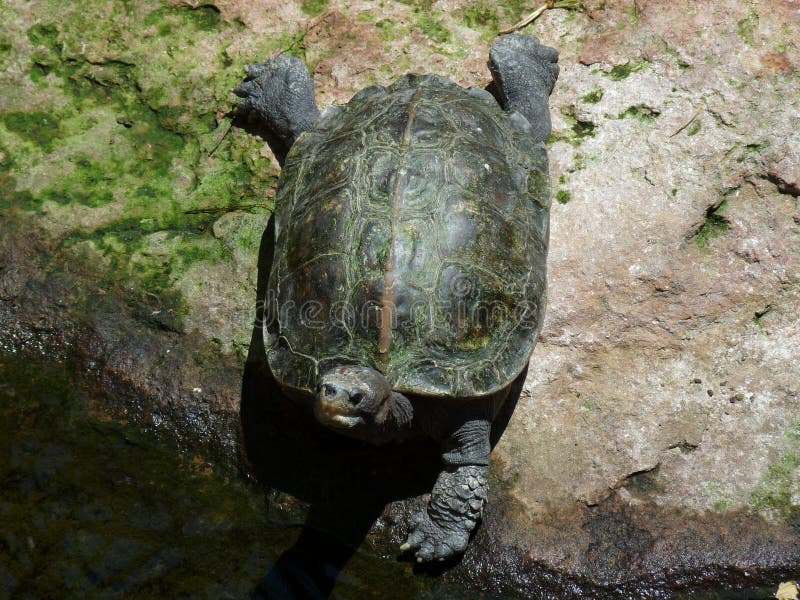 A Turtle Orlitia Borneensis at the Edge of the River Getting Ready To ...