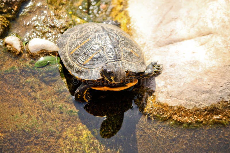 Turtle stock photo. Image of crawling, early, park, single - 69240660