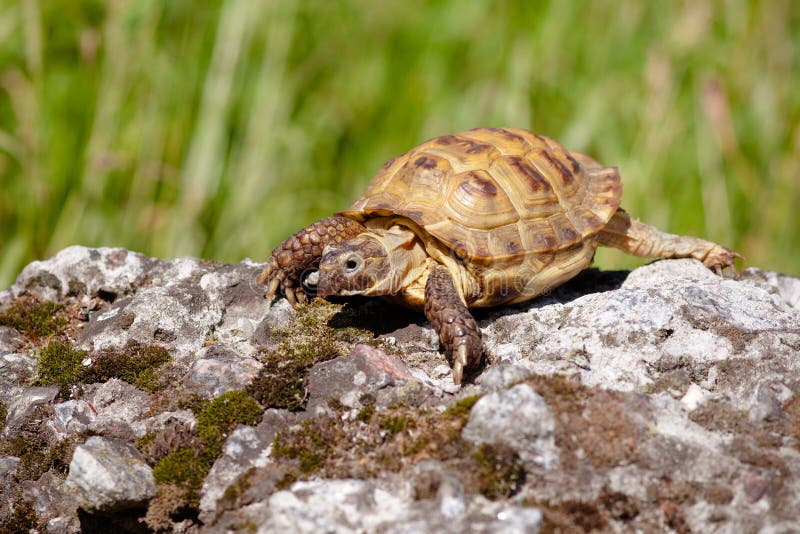 Turtle outdoors on a rock stock image. Image of brown - 31729899