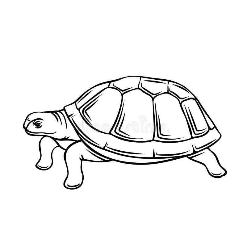 Turtle outline - stormlabels